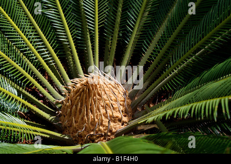 Cycad. Large plant with large fern like leafs Stock Photo - Alamy