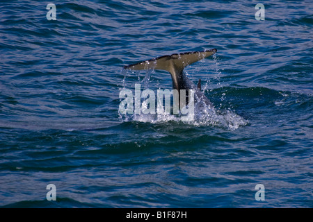 Killer whale (Orcinus orca) diving and hunting for herring fish (Clupea ...