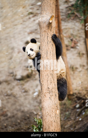 Giant Panda. Snow,Species: melanoleuca,Genus: Ailuropoda,Family ...
