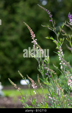 Purple Toadflax Linaria purpurea Pink form Stock Photo - Alamy