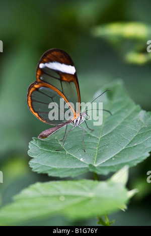 Glasswing butterfly (great oto Stock Photo - Alamy