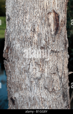 White Box Tree Bark-Eucalyptus albens- Family Myrtaceae Stock Photo - Alamy