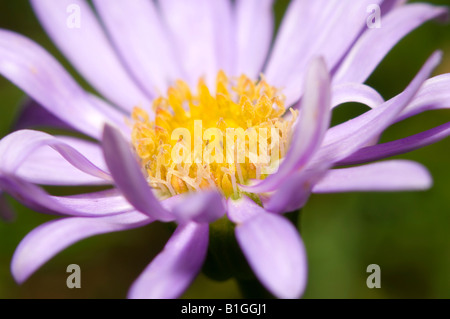 native Australian purple Brachyscome daisy plant outdoor in beautiful ...