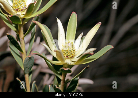 Alguhas Conebush- Leucadendron stelligerum- Family Proteaceae Stock ...
