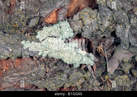 Thallus foliose, green-grey lichen of Genus Xanthoparmelia- Family ...