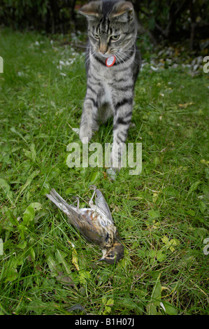 Cat attacking cock Stock Photo - Alamy