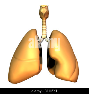 anatomy child with lungs Stock Photo - Alamy