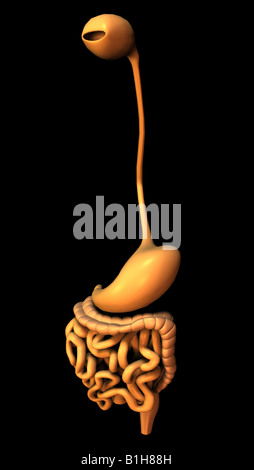 anatomy stomach colon Stock Photo: 18205397 - Alamy