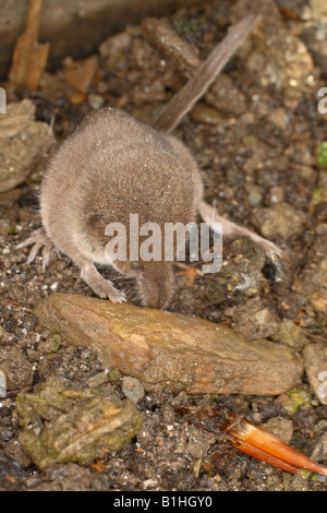 PYGMY SHREW SOREX MINUTUS FORAGING ON GROUND TOP VIEW Stock Photo - Alamy