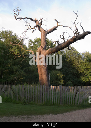 Oak tree fenced in park, partly isolated Stock Photo - Alamy