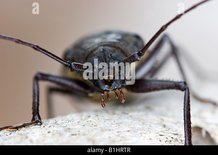 insect bug jaws beetle Uganda Stock Photo - Alamy