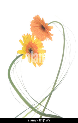 Marigold forming a heart Stock Photo - Alamy
