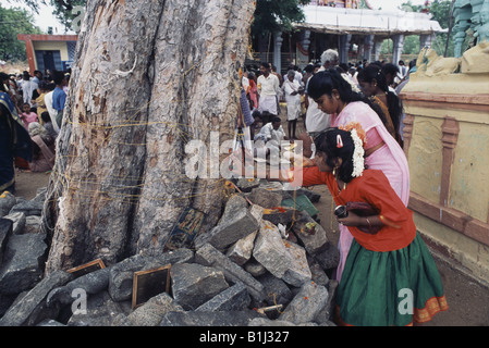 indian woman praying to peepal pipal tree varanasi uttar pradesh Stock ...