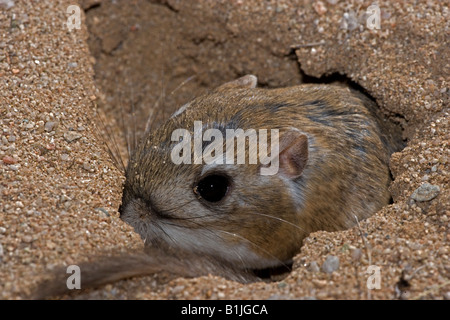 Kangaroo Rat (Dipodomys spp) Arizona - USA - In burrow entrance Stock ...