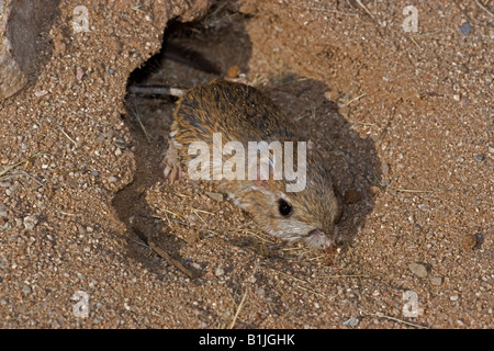 Kangaroo Rat (Dipodomys spp) Arizona - USA - In burrow entrance Stock ...