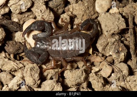 Italian scorpion Euscorpius italicus Italy Stock Photo - Alamy