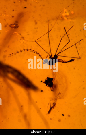 Fossil Insect in Amber - Dominican Republlic Stock Photo - Alamy