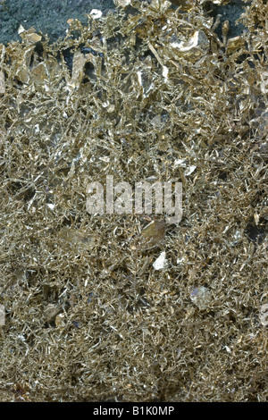 Crystalline Gold in volcanic Andesite - Olinghouse Mine - Washoe County ...