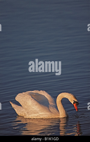Mute Swan (Cygnus olor), swimming, threatening, autumn mood Hesse ...