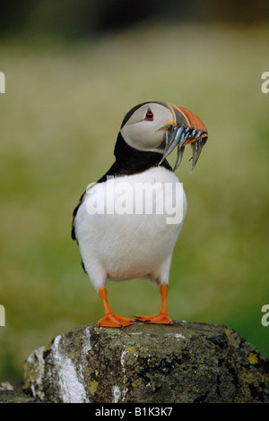 A puffin with fish in its mouth Stock Photo - Alamy