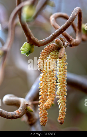 Corkscrew or Contorted Hazel, Corylus avellana 'Contorta' with catkins ...