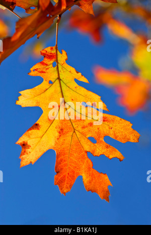Close up of bright foliage in autumn park Stock Photo - Alamy