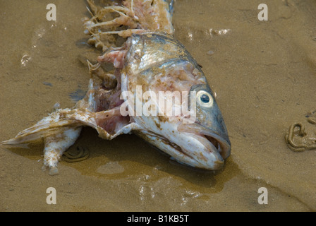 Dead fish Fish head Fish skeleton on the beach Stock Photo - Alamy