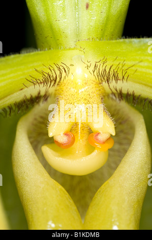 Close-up of the flower of slipper orchid, Paphiopedilum 'Moon Maid' Stock Photo - Alamy