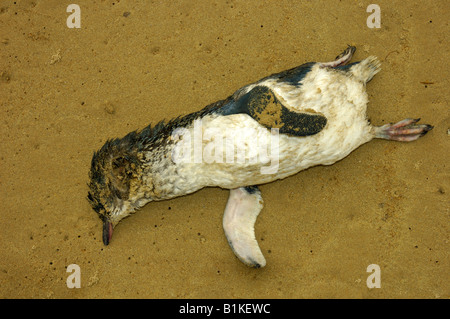 Fairy or Little penguin Stock Photo: 39028954 - Alamy