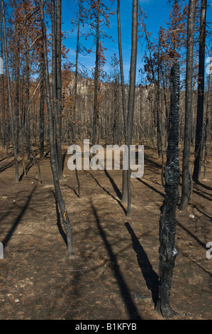 Idaho near Warm Lake Wildfire landscape with new growth of green grass ...