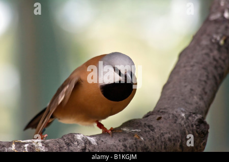 Parson s Finch Poephila cincta Black throated Finch Captive Stock Photo ...