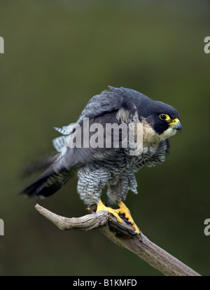 Peregrine falcon preening Stock Photo - Alamy
