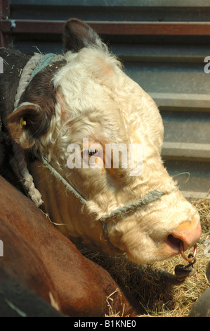 Bull with nose ring lying down in cattle farm Stock Photo - Alamy