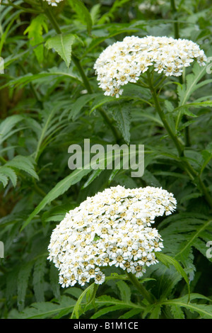 Achillea grandifolia in a cottage garden with rose Rambling Rector ...