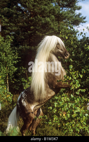 German Classic pony - rearing Stock Photo - Alamy