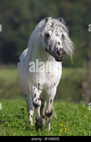 Mini Appaloosa horse - standing on meadow Stock Photo - Alamy
