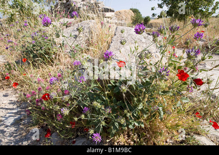 Wild spring flowers at Troy on the Aegean Coast of Turkey Stock Photo ...