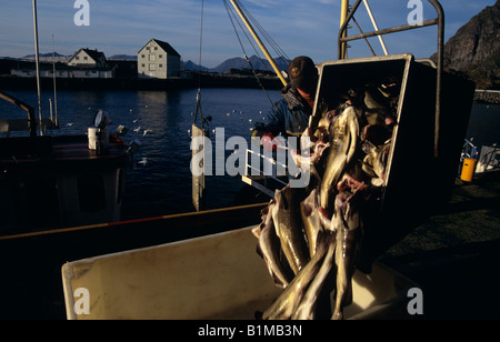 Cod catch, Lofoten Norway Stock Photo - Alamy