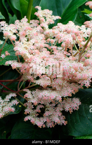 Rodgersia pinnata 'Superba; AGM Stock Photo - Alamy