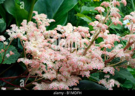 RODGERSIA PINNATA SUPERBA AGM Stock Photo - Alamy