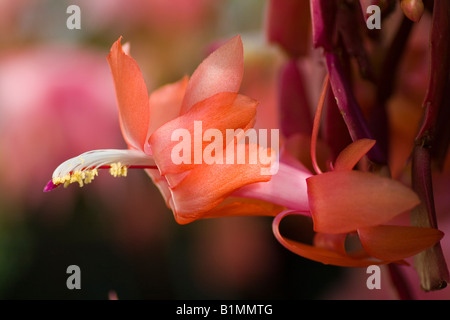 Red zygo cactus grown under shade in Western Australia Stock Photo - Alamy