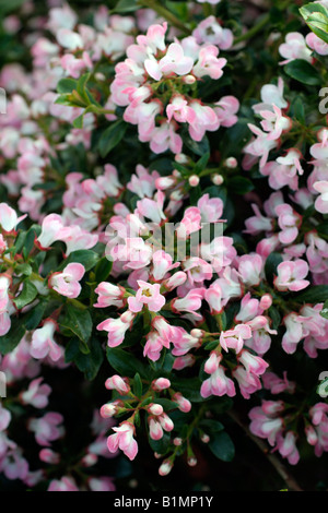 Escallonia "Apple Blossom Stock Photo - Alamy