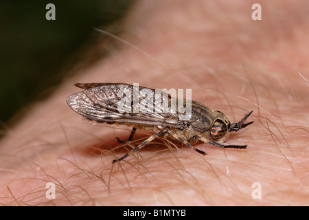 Horsefly biting a human hand Stock Photo - Alamy