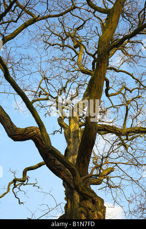 The big spring tree without leaves with blossom and kidneys on a ...