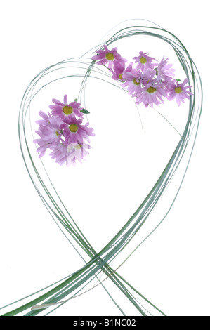 Aster forming a heart Stock Photo - Alamy