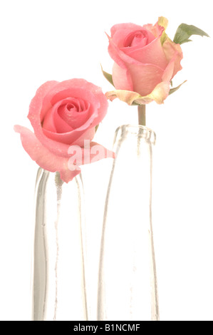 Two pink roses in glas vases Stock Photo - Alamy