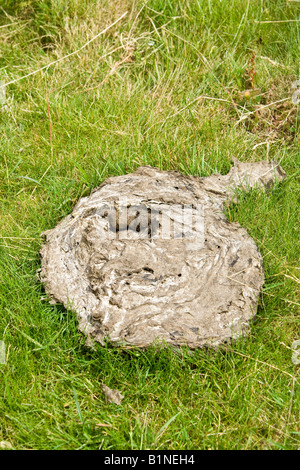 Dried cow pat Stock Photo - Alamy