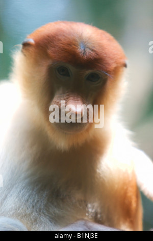 Southeast Asia. Beautiful tropical Monkey island with hut, sandy beach ...