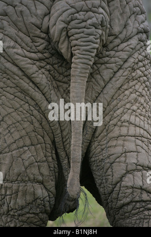 Close up of an African Elephants tail Stock Photo - Alamy