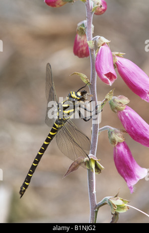 A Golden Ringed Dragonfly eating a bee in the New Forest, Hampshire ...